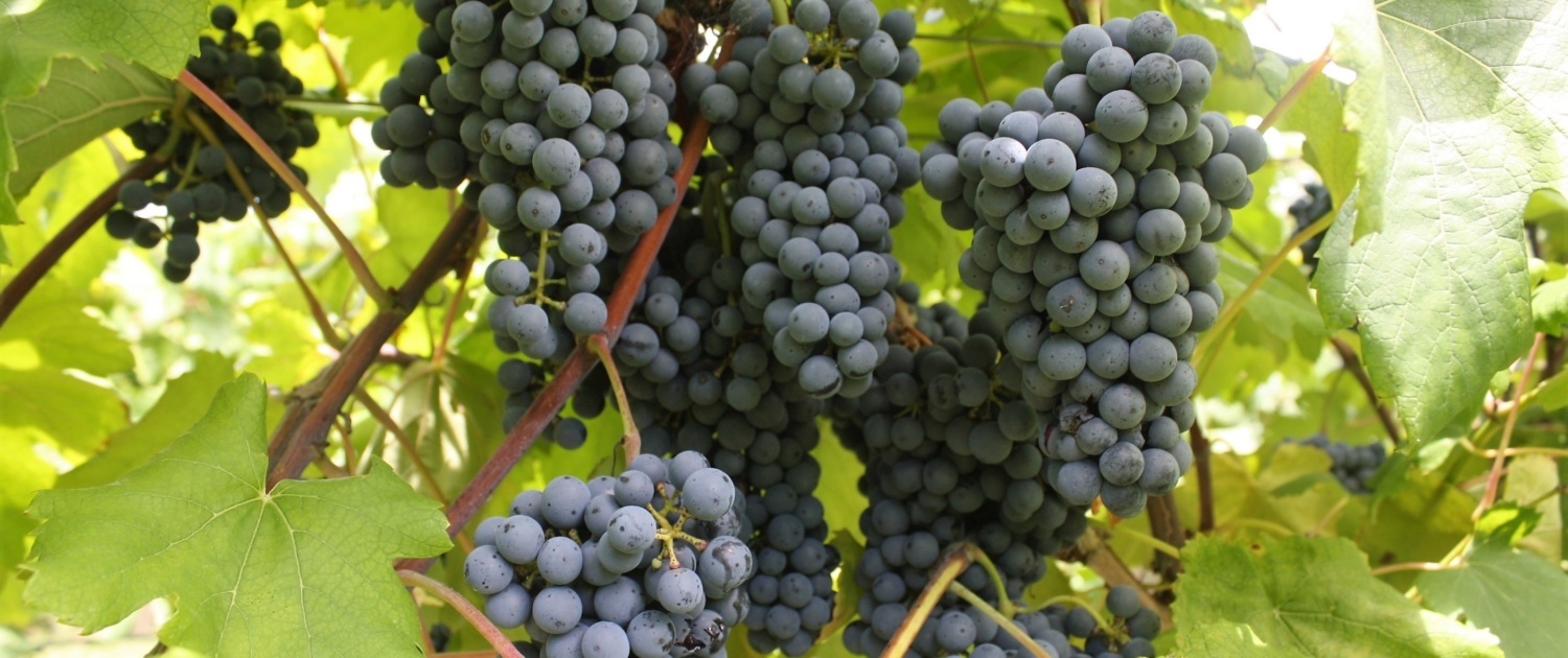 Home - West Sandy Creek Winery